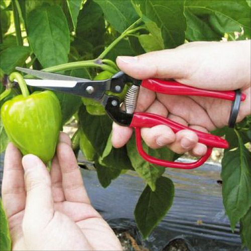 収穫ばさみ（摘果・採果・採収）｜アルス《公式》園芸刃物ショップ